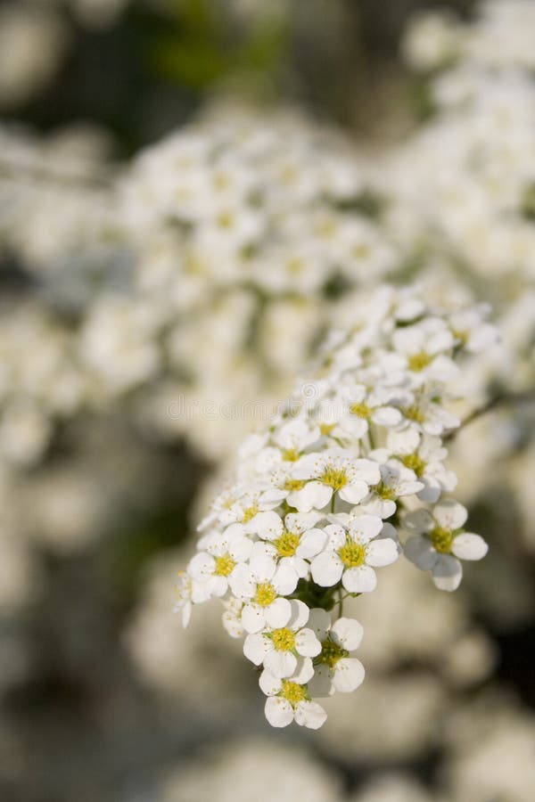 Tree flowers 3 stock photo. Image of grass, easter, ablooming - 770638