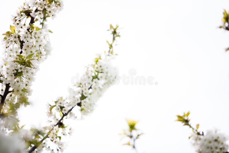 Tree Flowers in Blossom in a Warm Spring Day Stock Photo - Image of ...