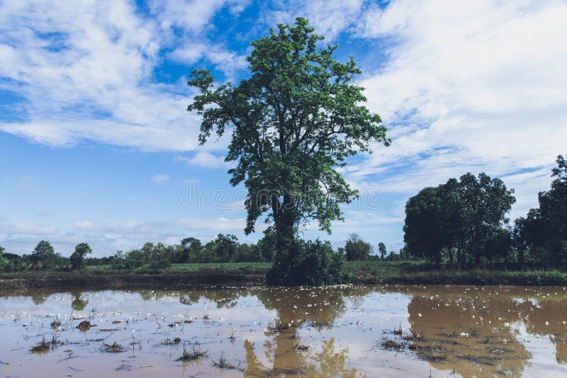 Tree with Flowers Falling into the Water. Stock Image - Image of ...
