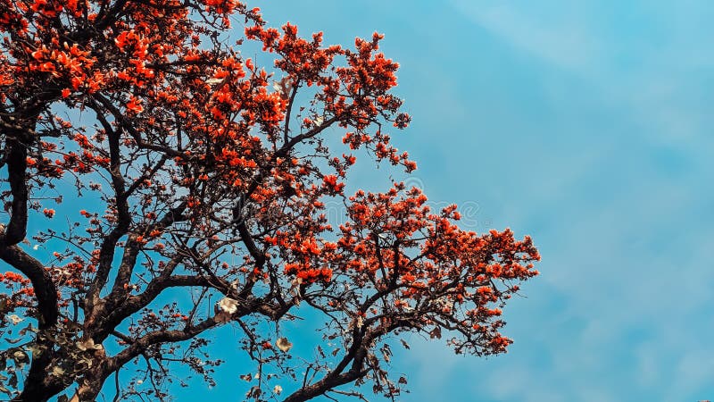 Tree with flowers stock image. Image of sacred, bush - 184905009