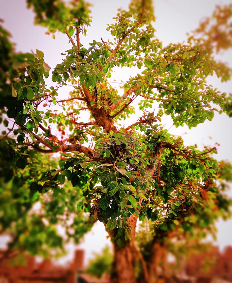 Tree with Flowers and Leap with Beautiful Sky Stock Image - Image of ...