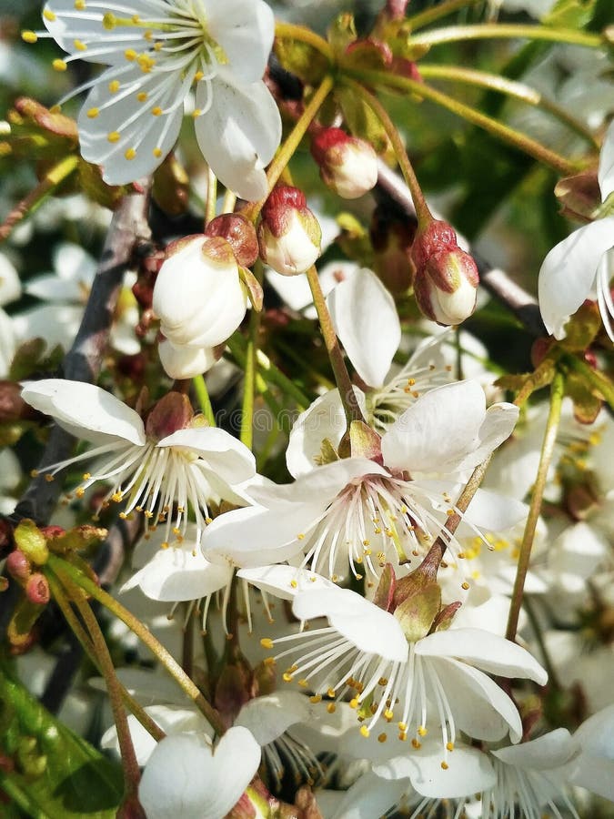Tree flowers nature stock photo. Image of flowers, tree - 146572438