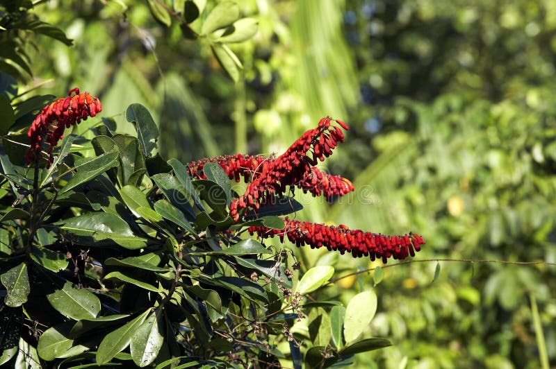 Tree with Flowers in Orinoco Delta, Venezuela Stock Photo - Image of ...