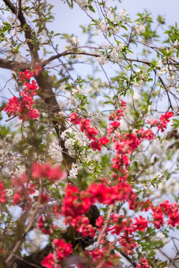 Tree Flowers in Spring Season Stock Image - Image of farming, leaf ...