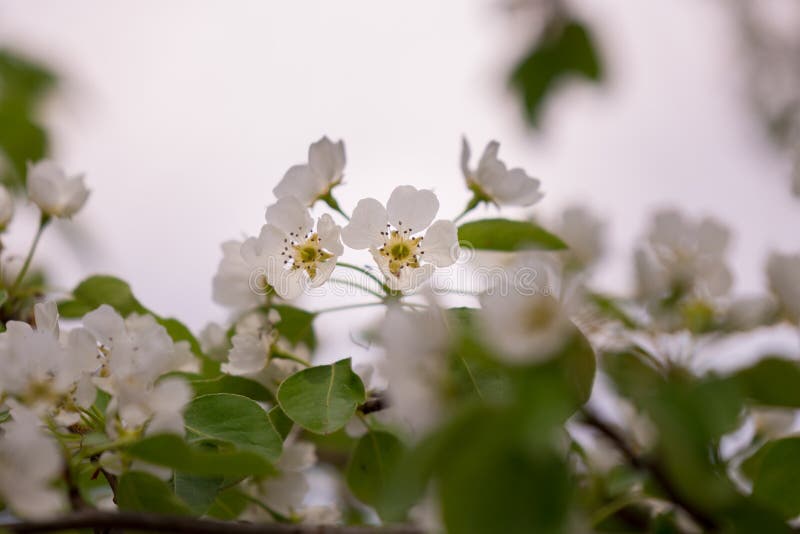 Tree Flowers in Spring Season Stock Image - Image of fresh, flowers ...