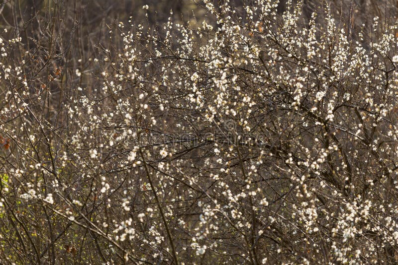 Tree Flowers in Spring Season Stock Photo - Image of garden, floral ...
