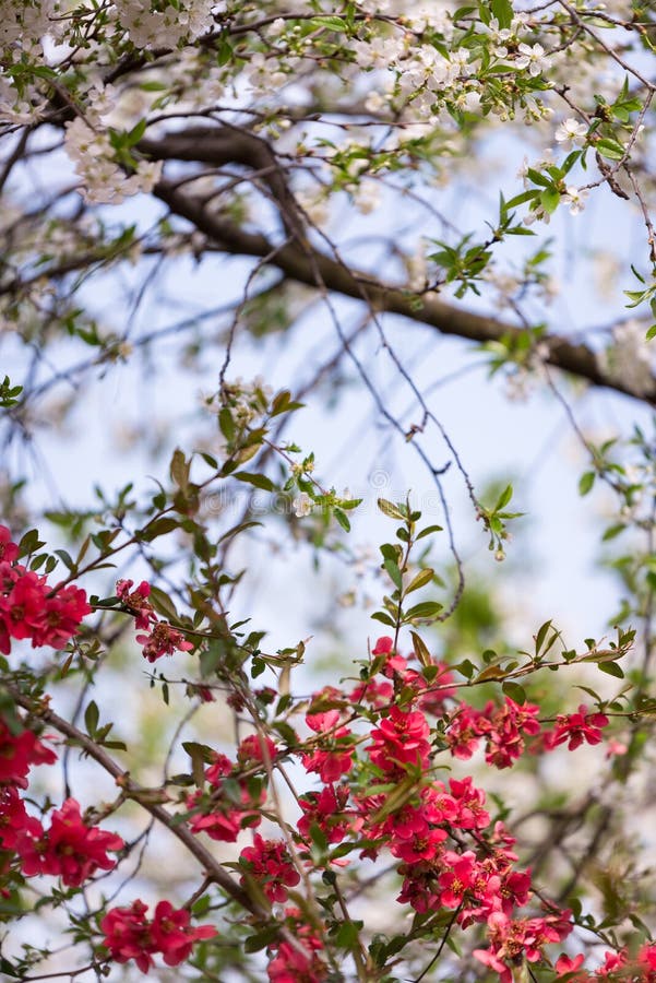 Tree Flowers in Spring Season Stock Image - Image of apricot, cherry ...