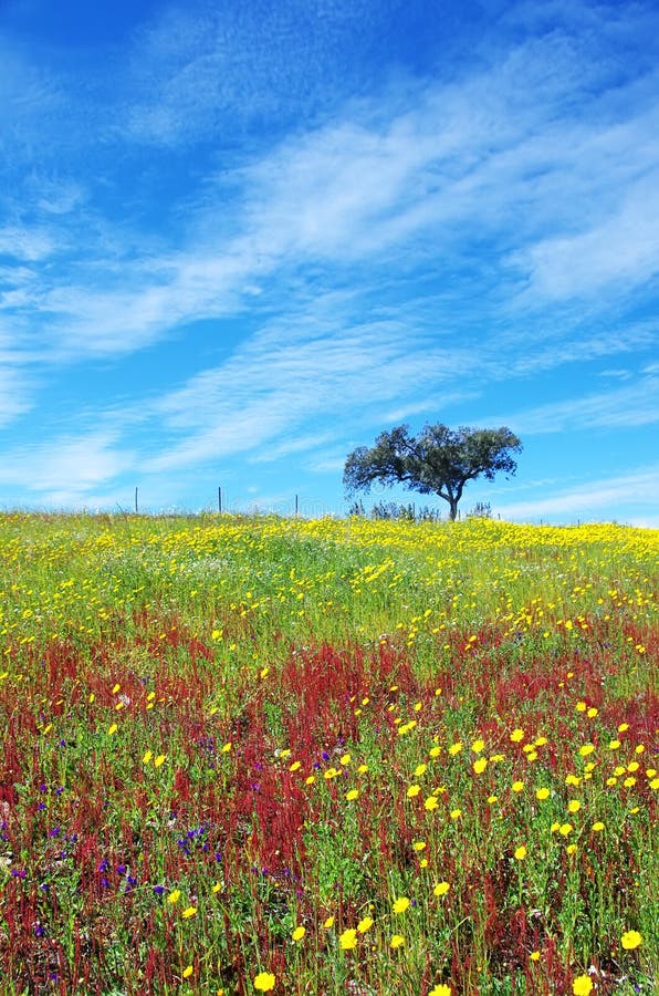 Tree in flowery field stock photo. Image of pasture, nature - 73819454