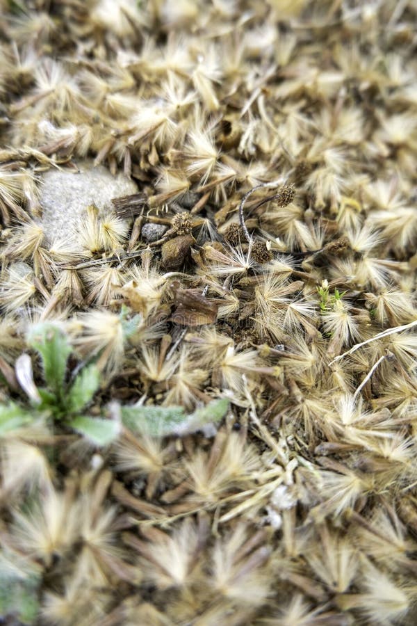 Tree fluff on the ground stock photo. Image of allergy - 320523954