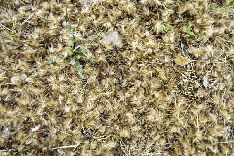 Tree fluff on the ground stock image. Image of outdoor - 320523957