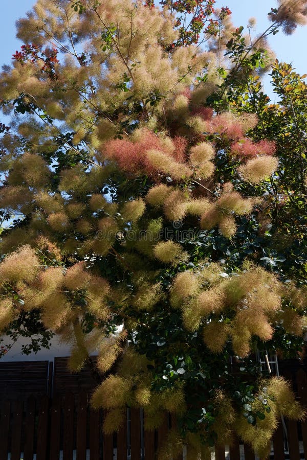 Tree with fluffy blossom stock image. Image of poland - 175528817