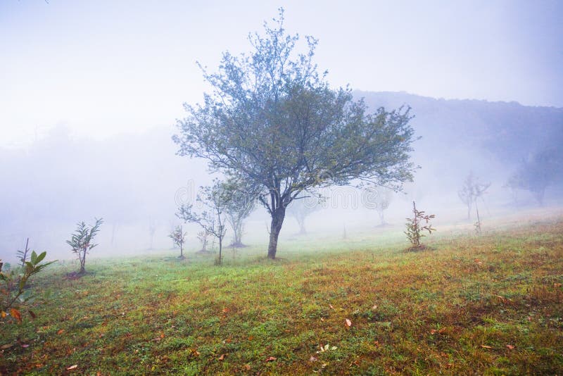 Tree in fog stock photo. Image of beauty, branch, cloudless - 11420768