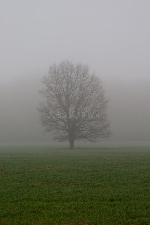 Tree at fog stock image. Image of deciduous, autumn, national - 14562603