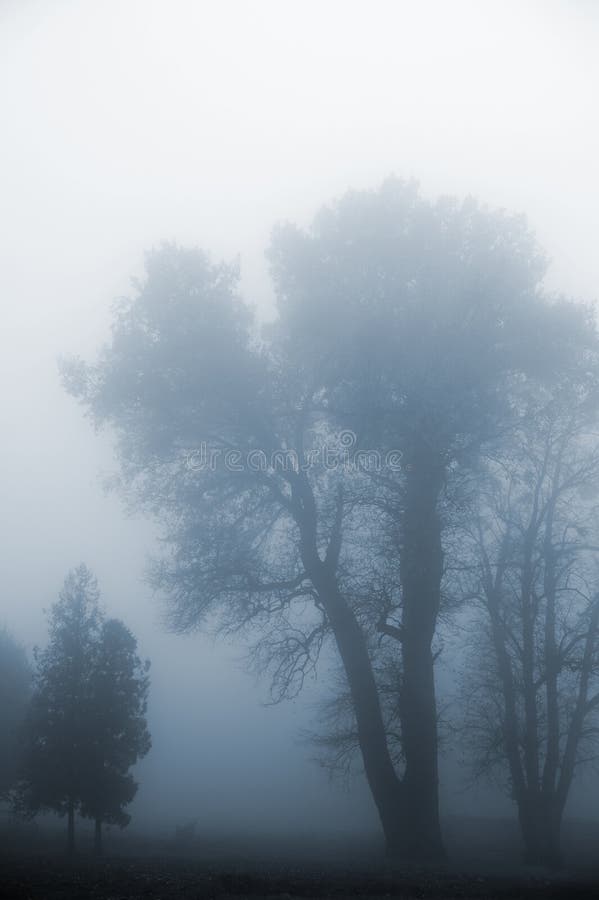 Tree in a fog. stock photo. Image of november, climate - 16765286