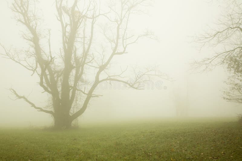 Tree in Fog stock image. Image of limbs, shape, atmospheric - 17606143