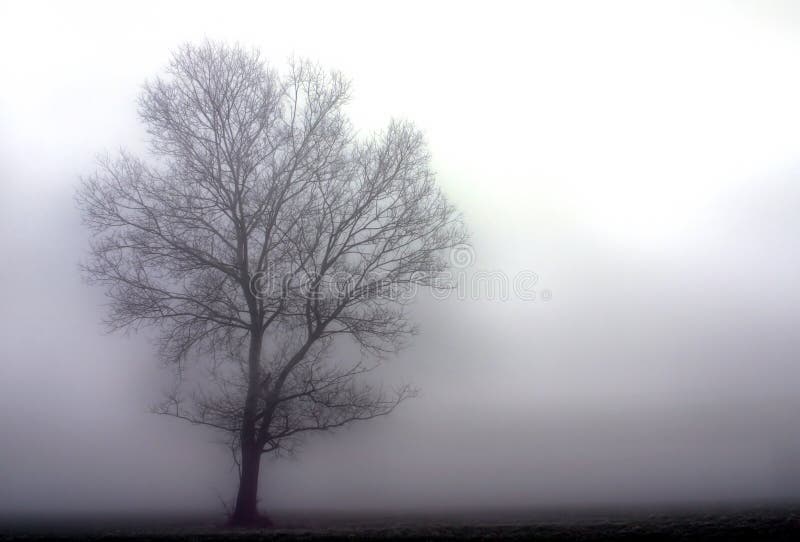 Tree in fog stock image. Image of plant, white, tree, autumn - 1857223