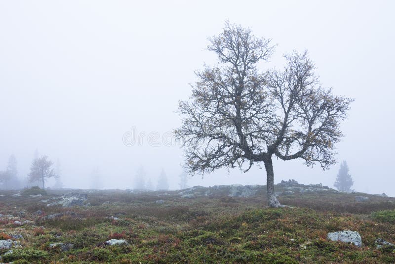 Tree in fog stock image. Image of trunk, trees, misty - 19957835