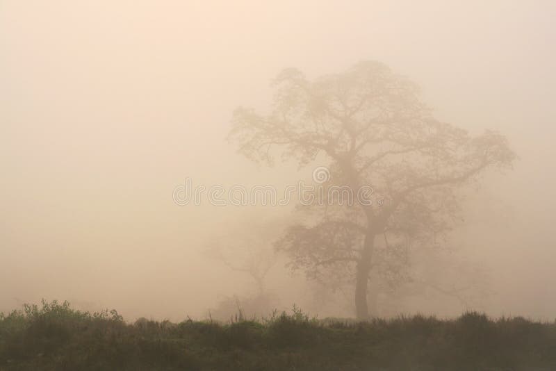 Tree among Fog stock photo. Image of mysterious, abstract - 22426908