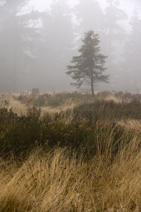 Tree in fog stock photo. Image of morning, mist, forest - 23875042