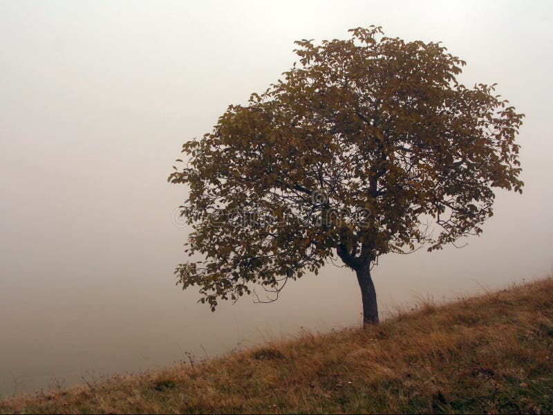 Tree in fog stock photo. Image of cool, blur, magic, melancholy - 3542918