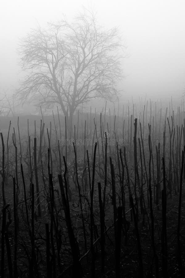 Tree in fog stock image. Image of mist, soil, landscape - 4383493