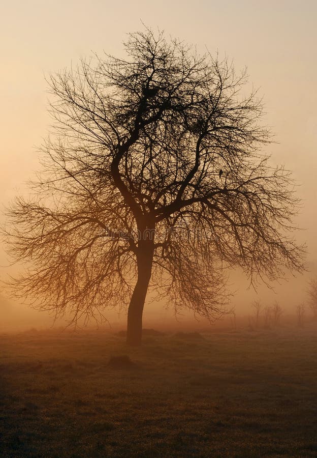 Tree in fog stock image. Image of colour, health, brown - 6476131