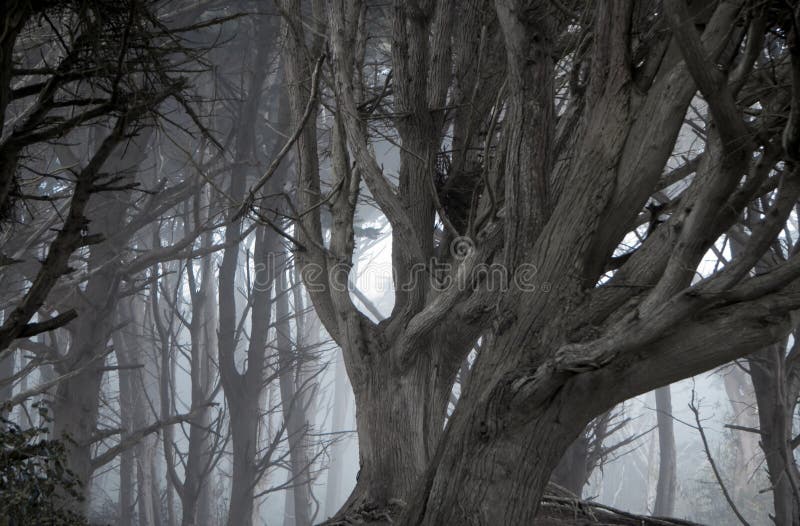 Tree and fog stock photo. Image of tree, woodland, forest - 6501360