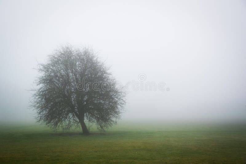 Tree in the fog stock photo. Image of weather, green - 87380430