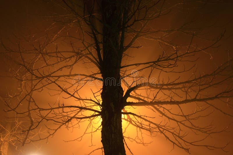 Tree in the Fog with Backlight Stock Photo - Image of nature, tree ...