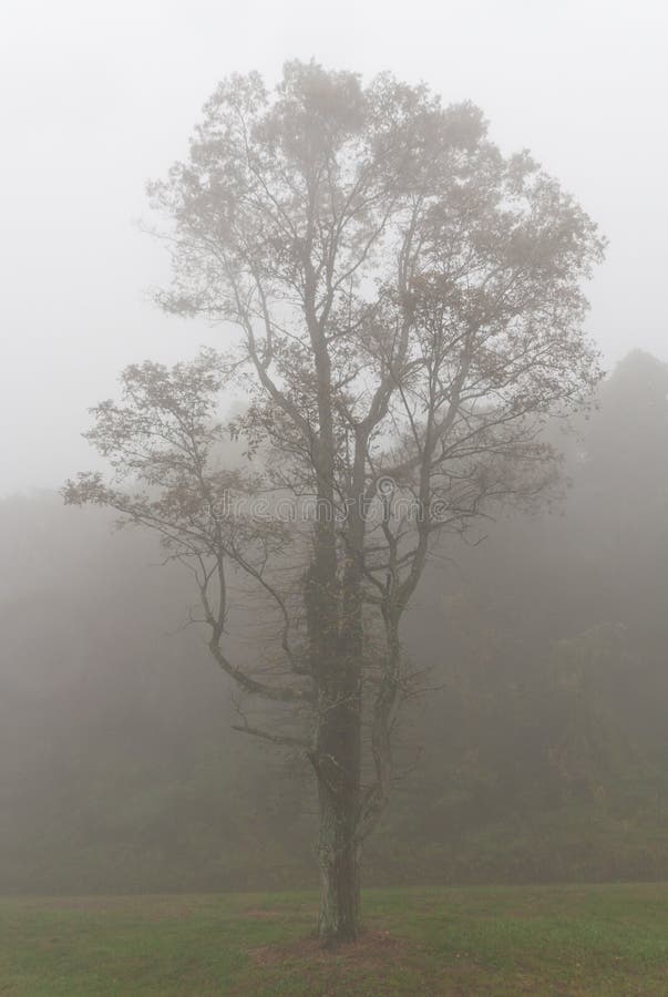 The tree in the fog stock photo. Image of lonely, forest - 34475626