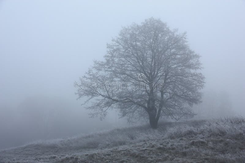 Tree in a fog. stock photo. Image of trees, landscape - 105751304