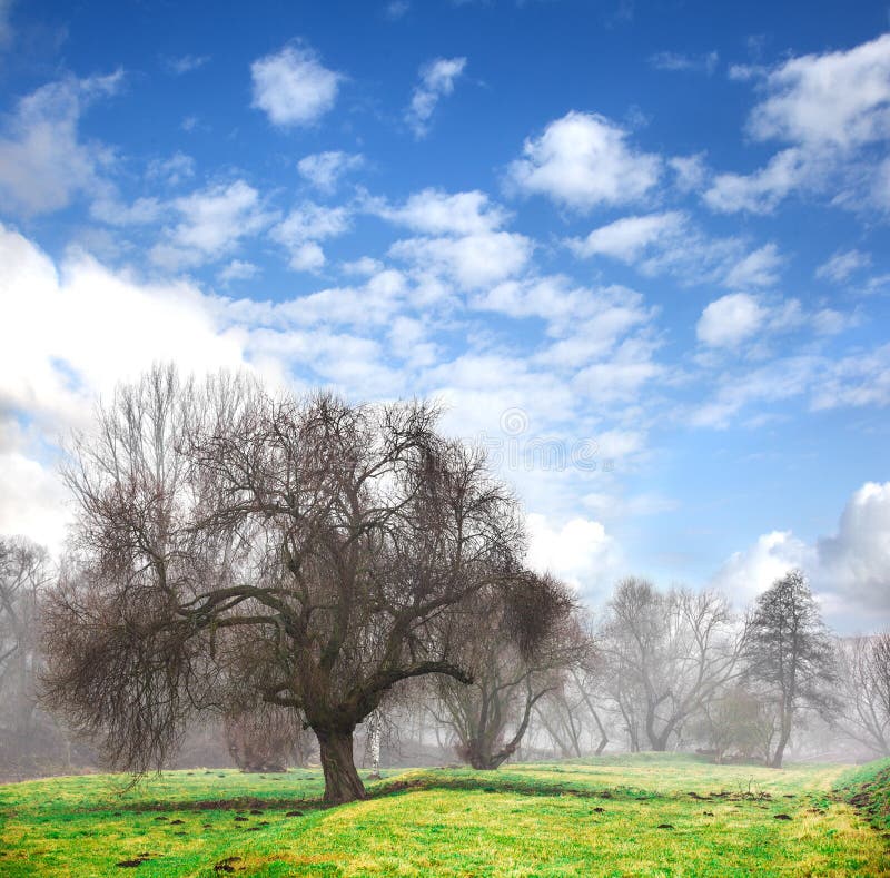 Tree in the Fog Early Spring Stock Image - Image of blue, peaceful ...