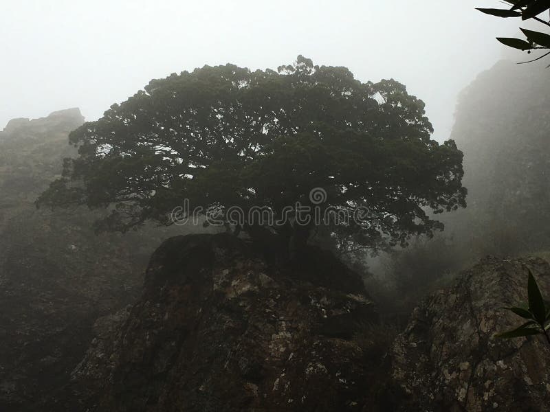 Tree in the fog stock photo. Image of nature, rocks, scenic - 78177096
