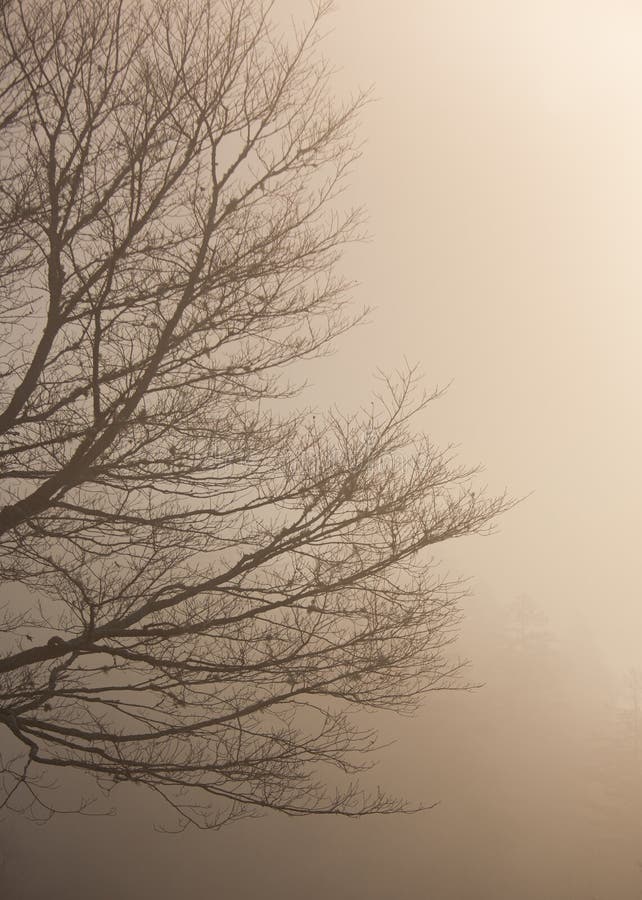 Tree in fog stock photo. Image of outside, mist, tree - 37514474