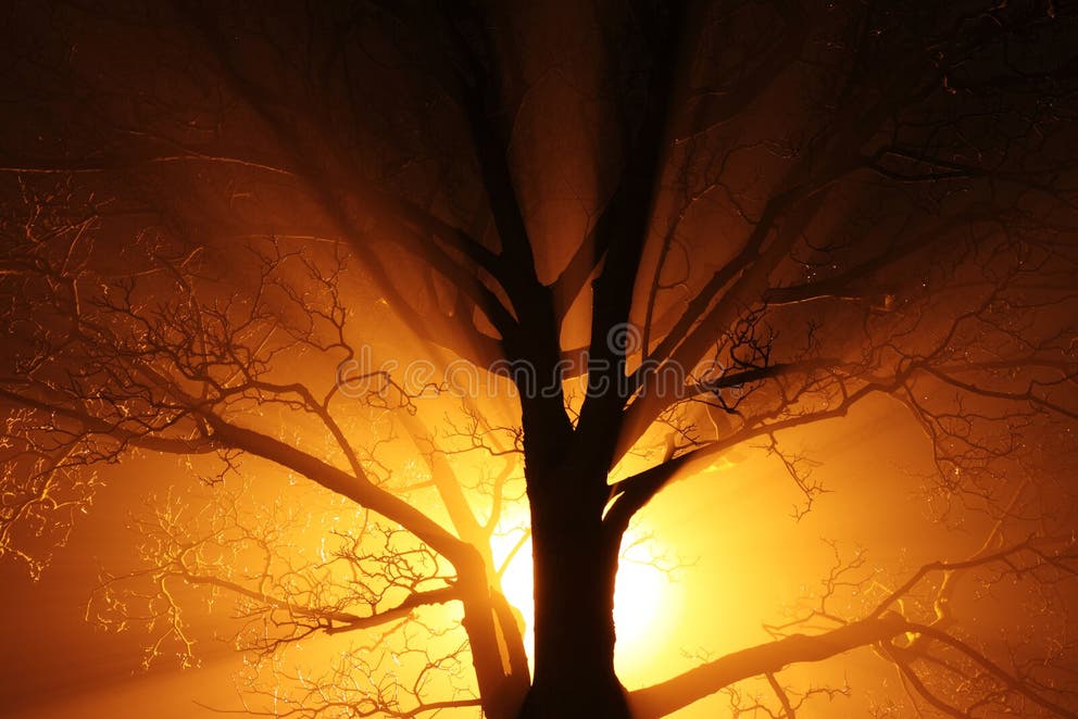 Tree in fog at night stock image. Image of yellow, dark - 8007109