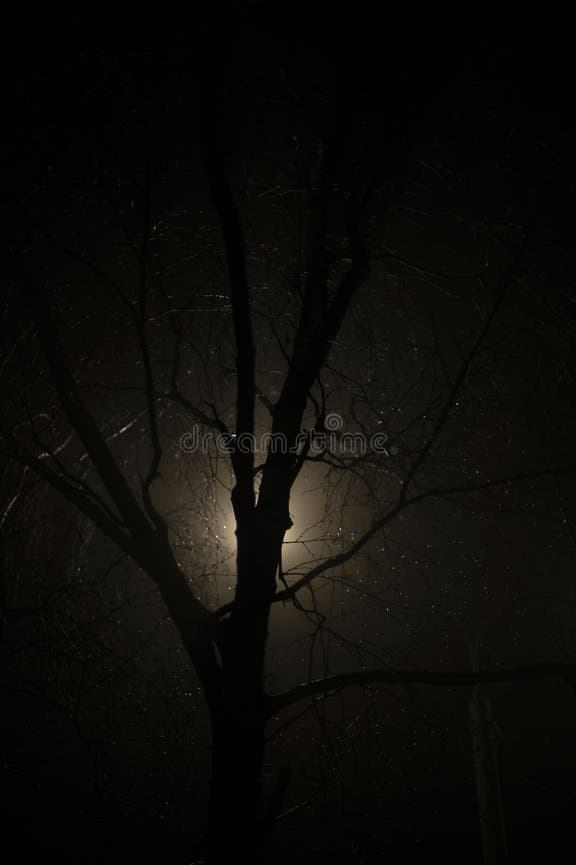 Tree in Fog at Night. Park at Night Stock Image - Image of trees ...