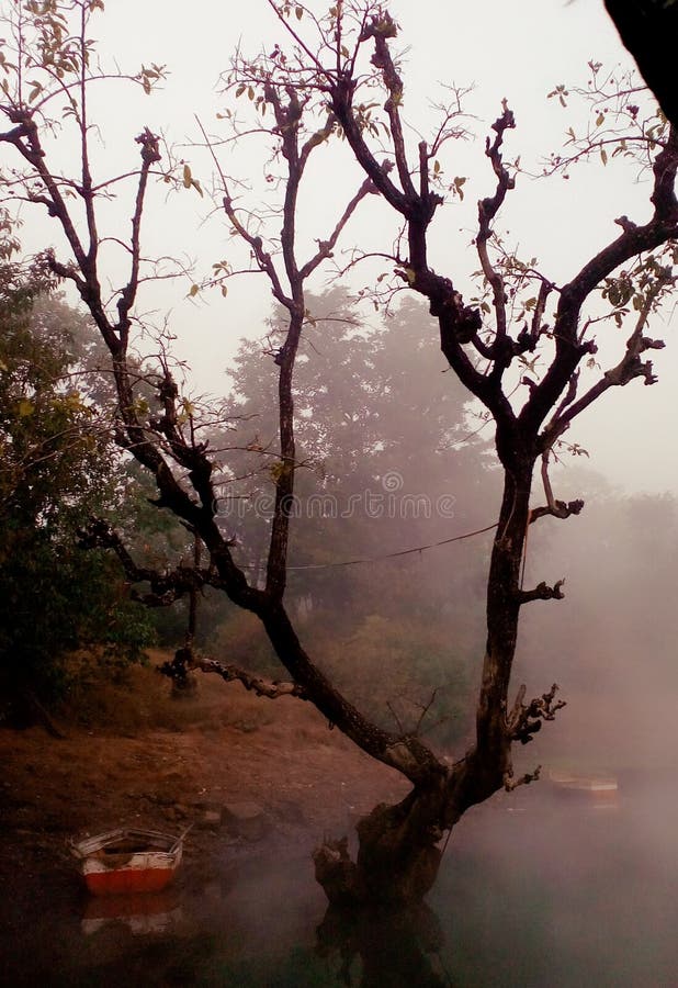 Tree in fog stock image. Image of maharashtra, tree - 107276535