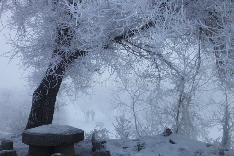 A tree in fog stock photo. Image of rime, thick, invisible - 48957258