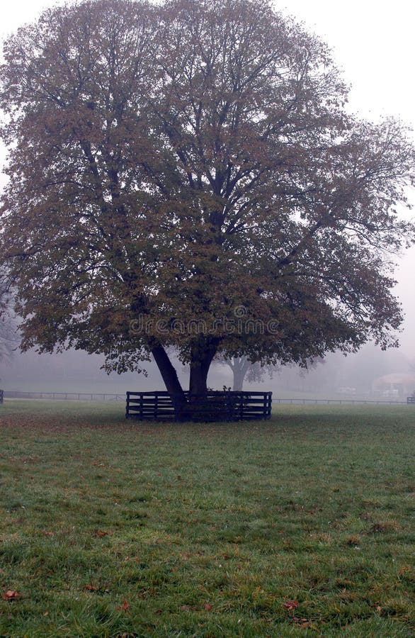 Tree foggy morning stock photo. Image of york, trees, gray - 1015606