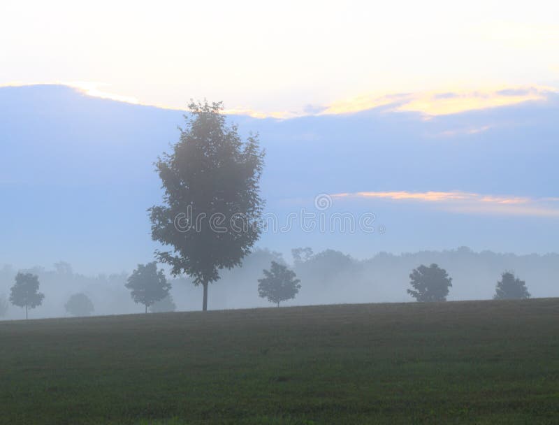 Tree on foggy morning stock image. Image of land, meadow - 19951121
