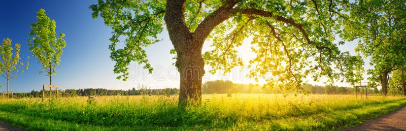 Tree Foliage in Morning Light Stock Photo - Image of energy, fresh ...