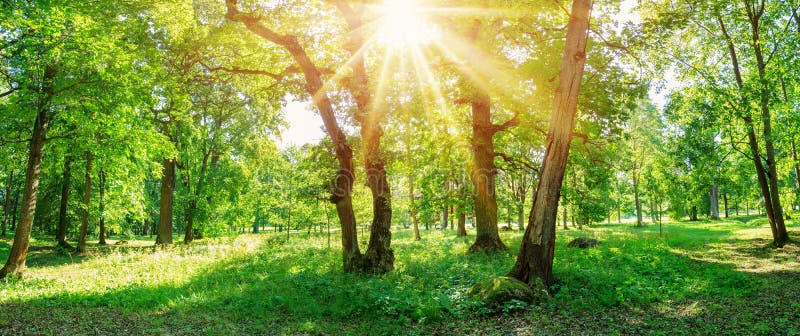 Tree Foliage in Morning Light Stock Photo - Image of outdoors, fresh ...