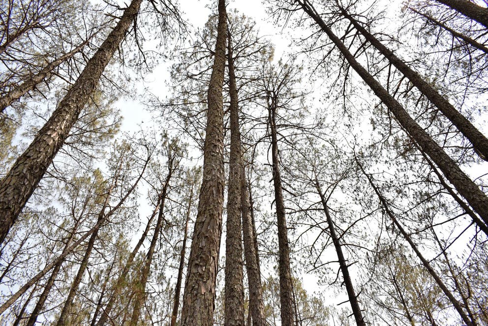 Tree Foliage Pattern in the Wood Stock Image - Image of park, jungle ...