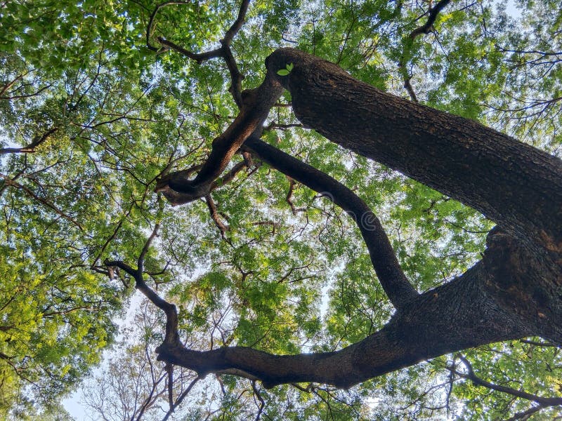 Tree and Folliage, Monas, Jakarta Indonesia. Stock Photo - Image of ...