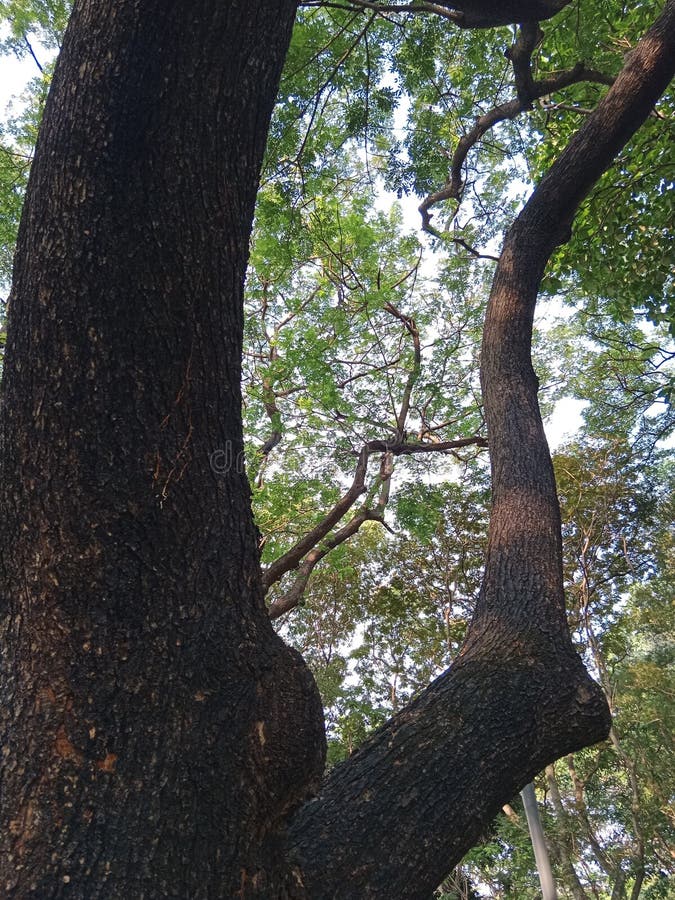 Tree and Folliage, Monas, Jakarta Indonesia Stock Photo - Image of ...