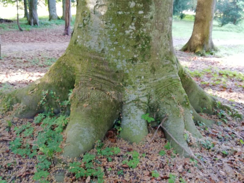 The Foot Of An Old Tree With A Through Hollow Stock Image - Image of ...