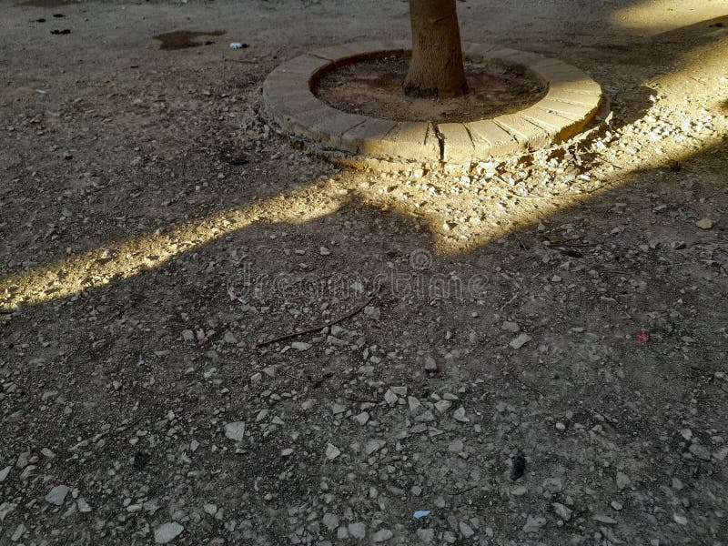 Tree foot stock photo. Image of geology, urbanite, sidewalk - 263193010