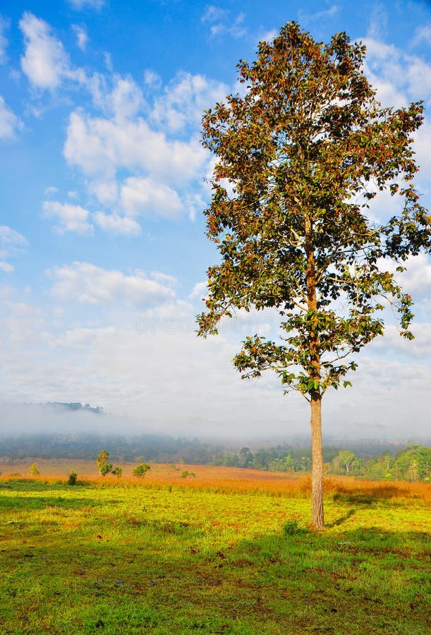 Tree at foothills stock photo. Image of landscape, natural - 90737396