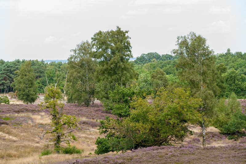 Tree in Foreground with Blooming Heath at Day. Stock Image - Image of ...