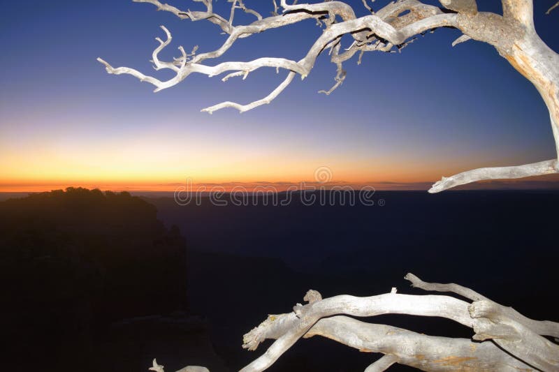 Tree in Foreground at North Rim Grand Canyon Stock Photo - Image of ...